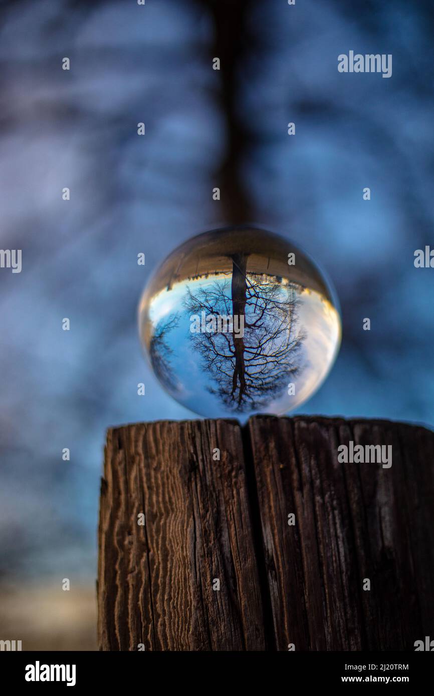 A vertical view of an upside-down tree in a crystal ball on a tree ...