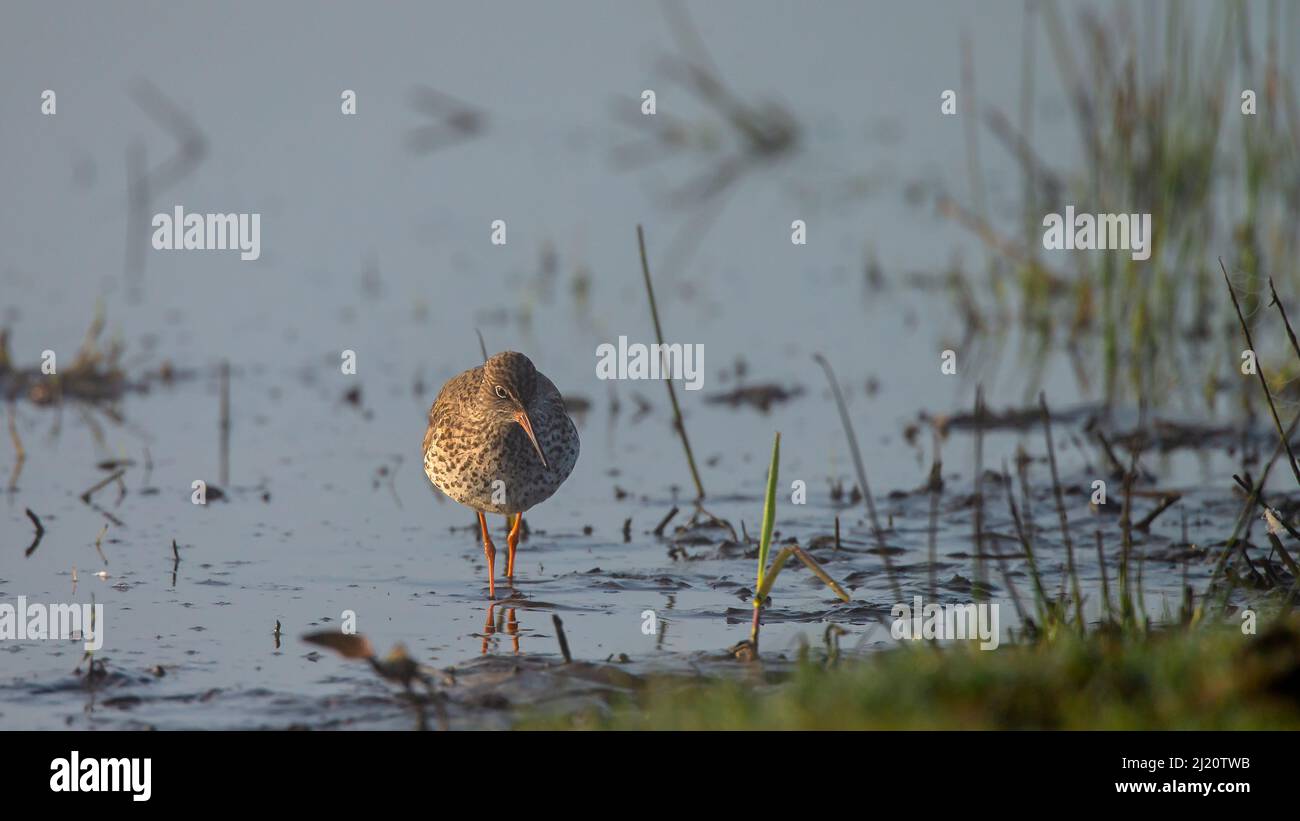The common redshanks in amateur in a early morning Stock Photo - Alamy