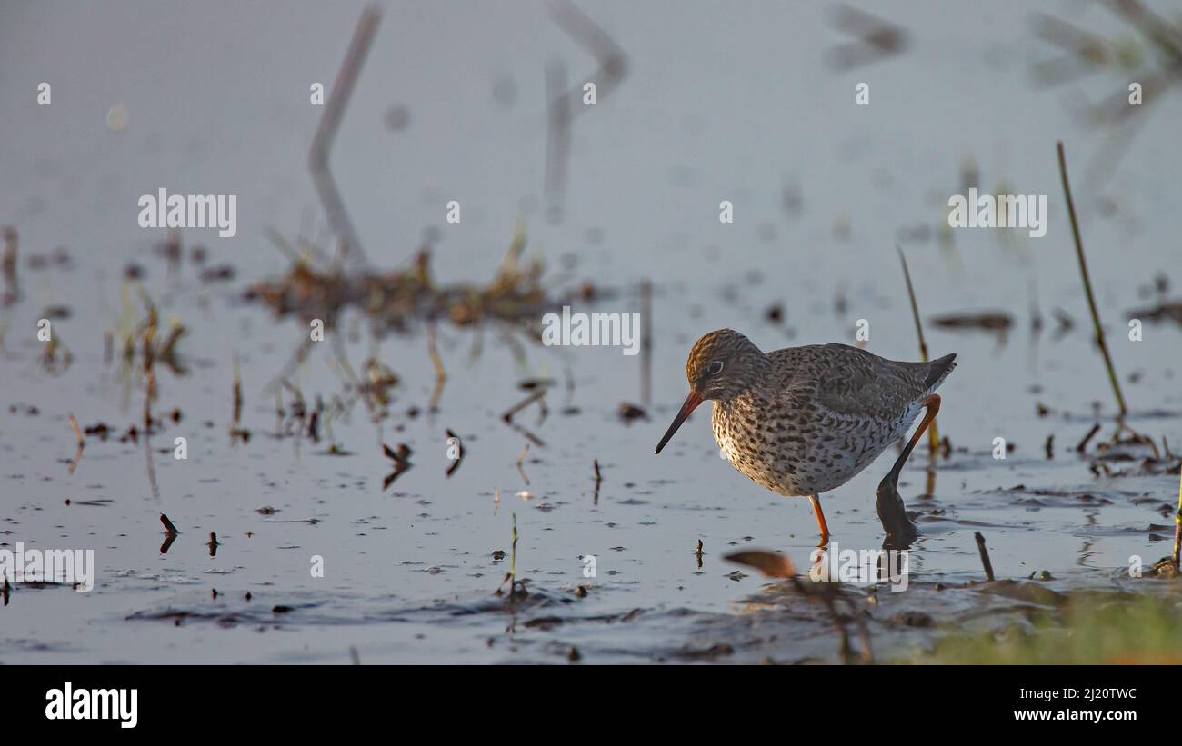 The common redshanks in amateur in a early morning Stock Photo - Alamy