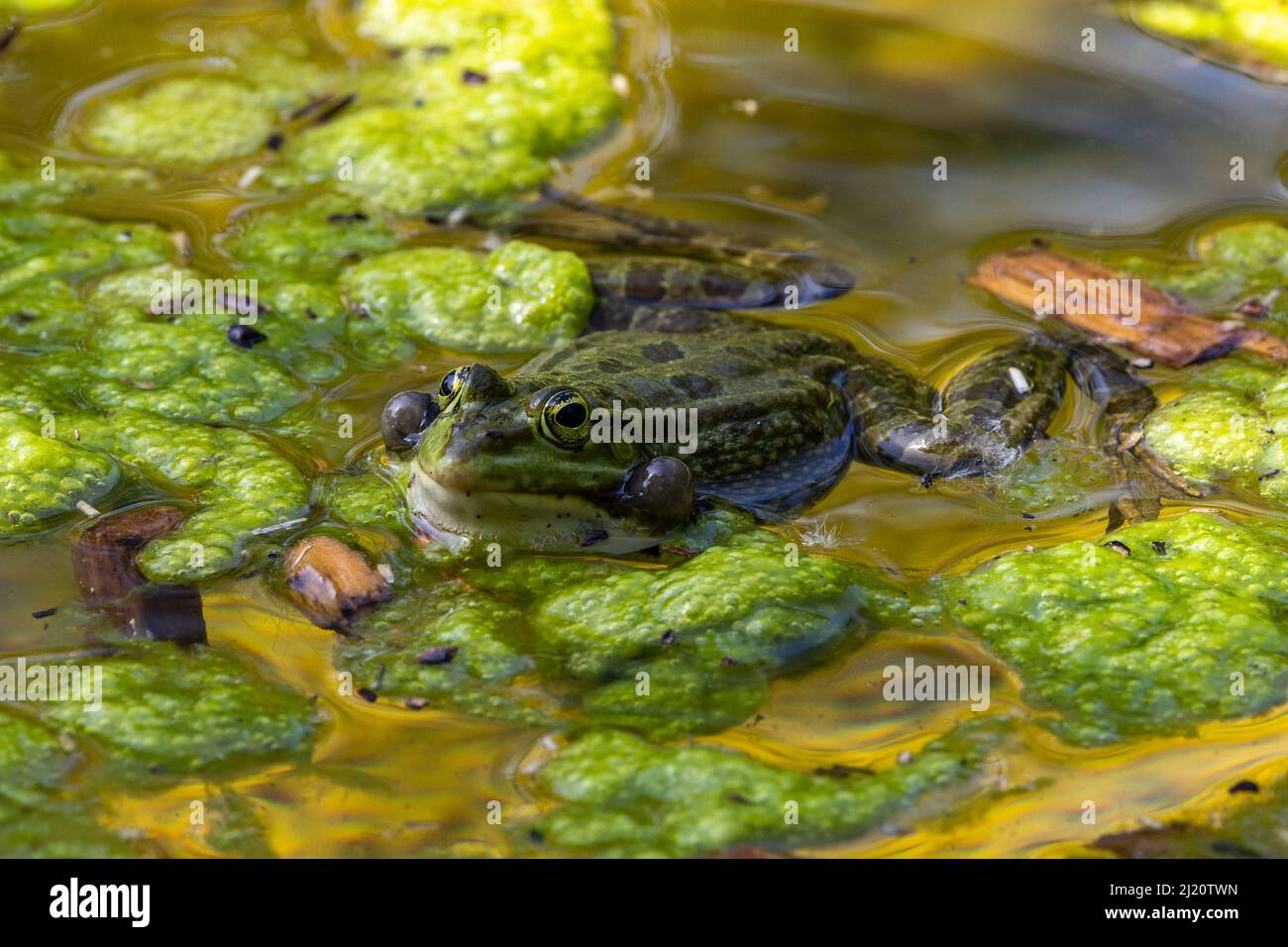 Common frog, Rana temporaria, single reptile croaking in water, also ...