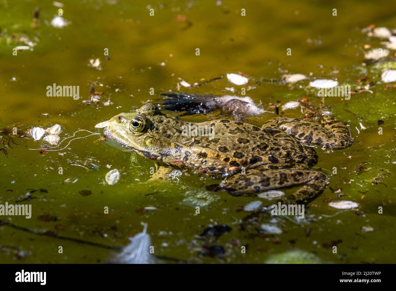Common frog, Rana temporaria, single reptile croaking in water, also ...