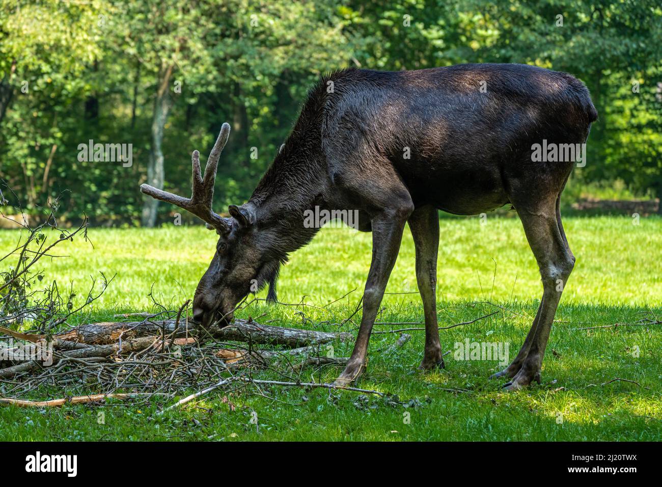 European Moose, Alces alces, also known as the elk. Wild life animal ...