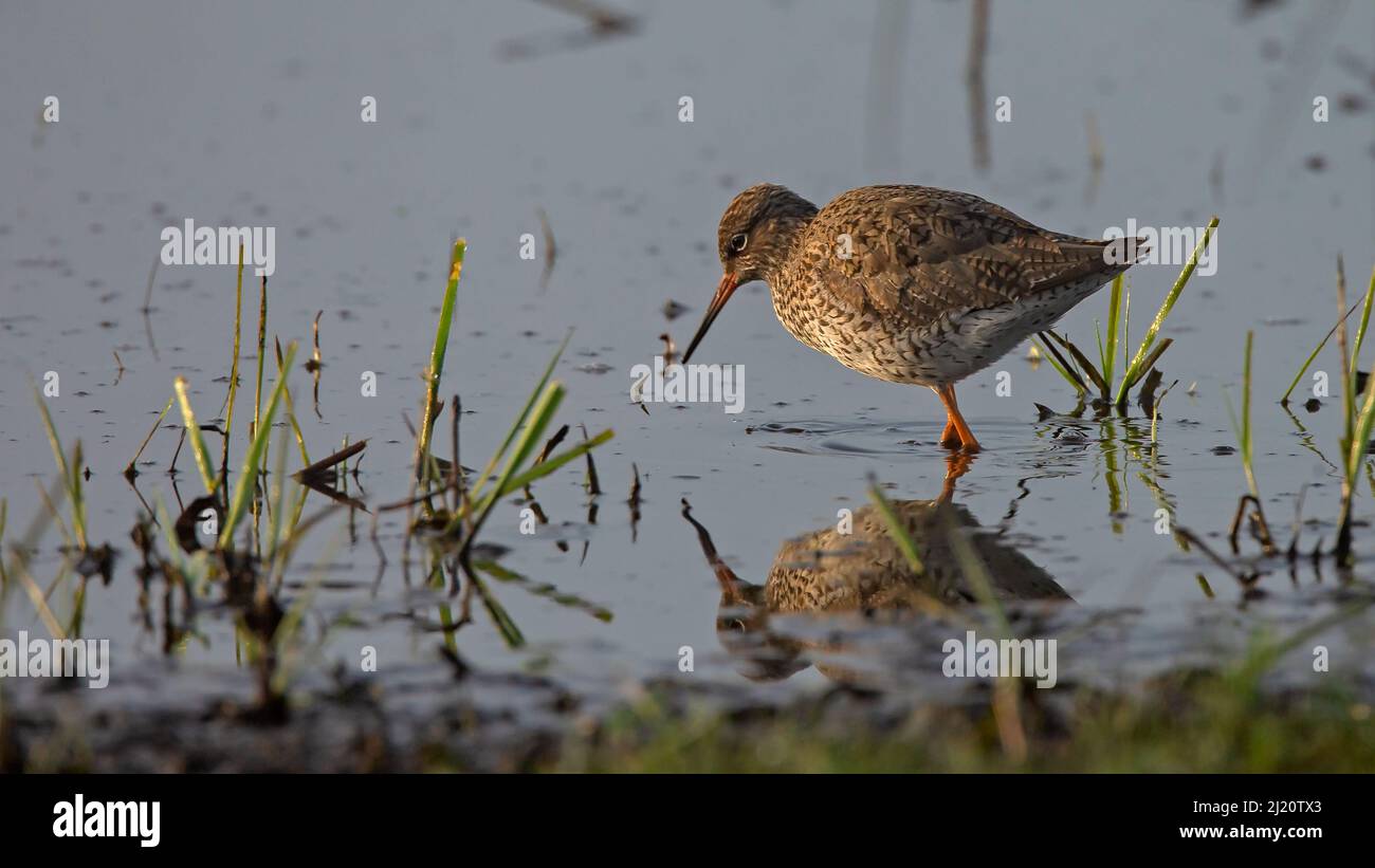 The common redshanks in amateur in a early morning Stock Photo - Alamy