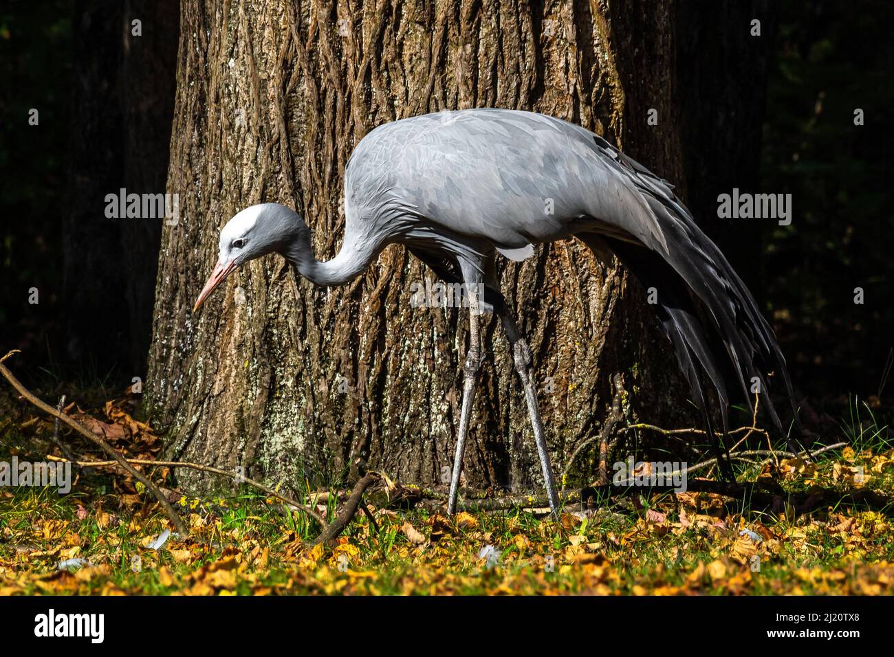 The Blue Crane, Grus paradisea, is an endangered bird specie endemic to ...