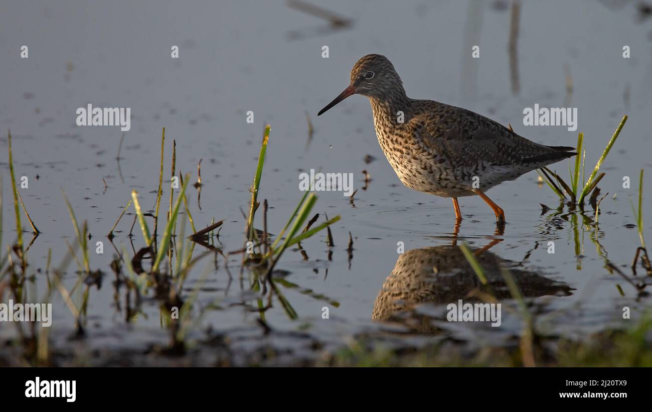 The common redshanks in amateur in a early morning Stock Photo - Alamy