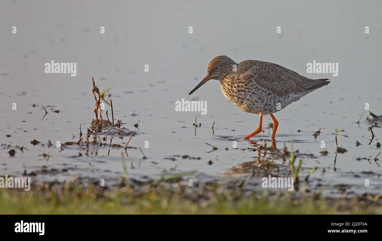 The common redshanks in amateur in a early morning Stock Photo - Alamy