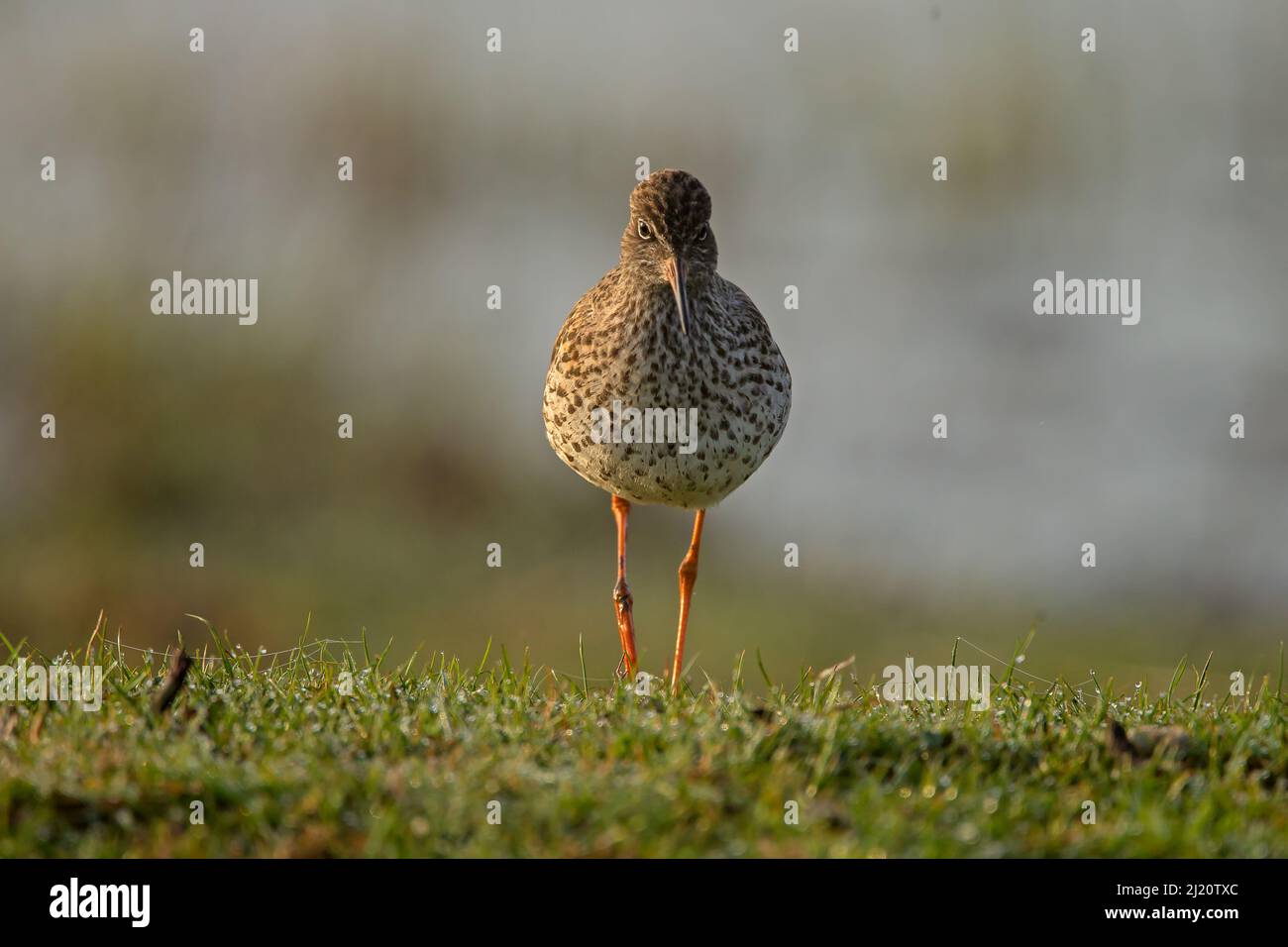 The common redshanks in amateur in a early morning Stock Photo - Alamy