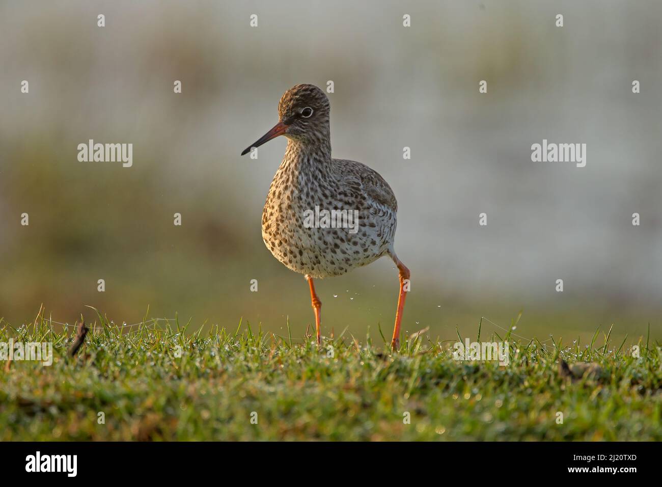 The common redshanks in amateur in a early morning Stock Photo - Alamy