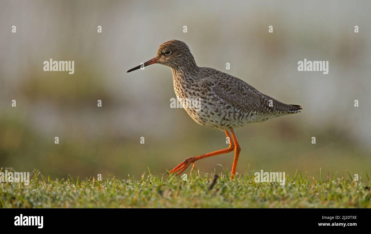 The common redshanks in amateur in a early morning Stock Photo - Alamy