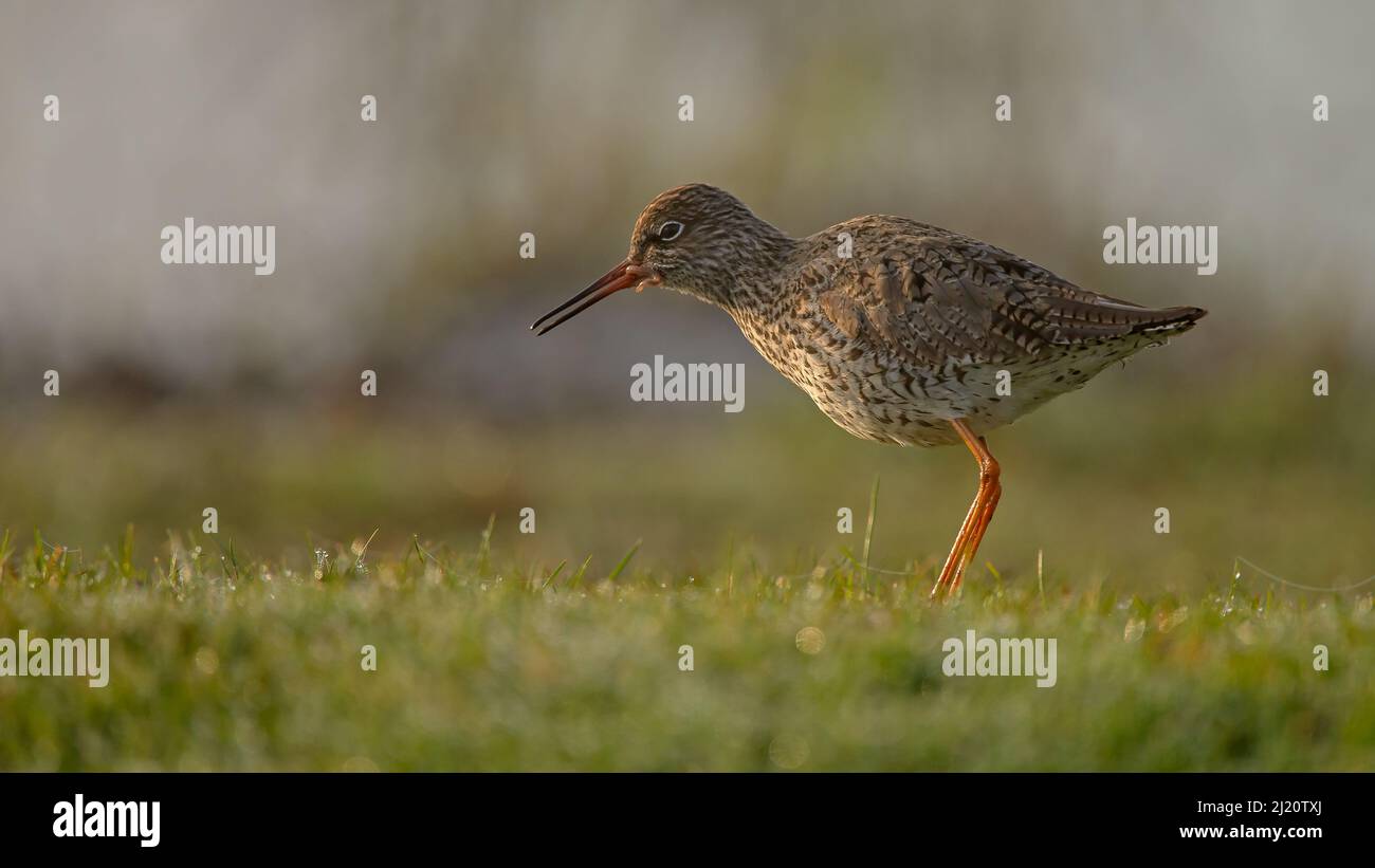 The common redshanks in amateur in a early morning Stock Photo - Alamy