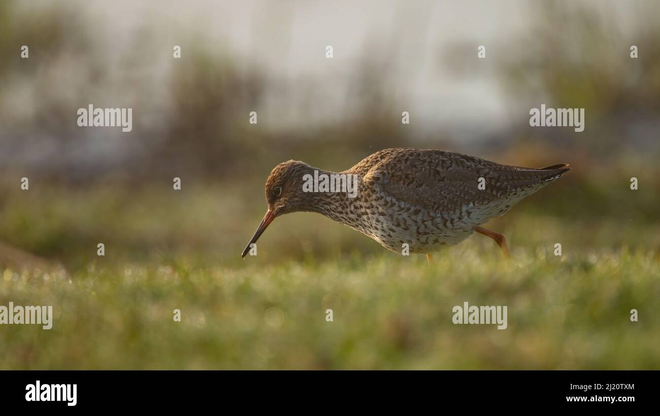 The common redshanks in amateur in a early morning Stock Photo - Alamy