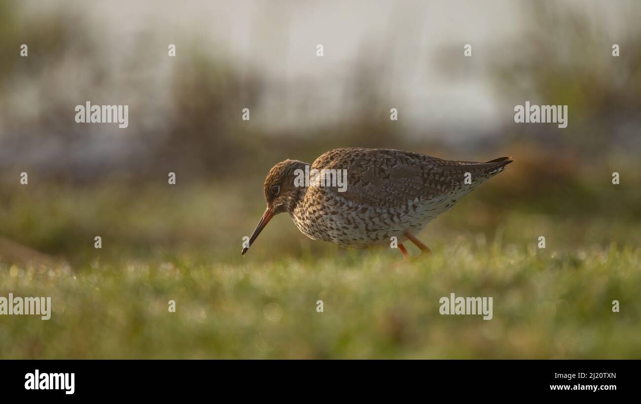 The common redshanks in amateur in a early morning Stock Photo - Alamy