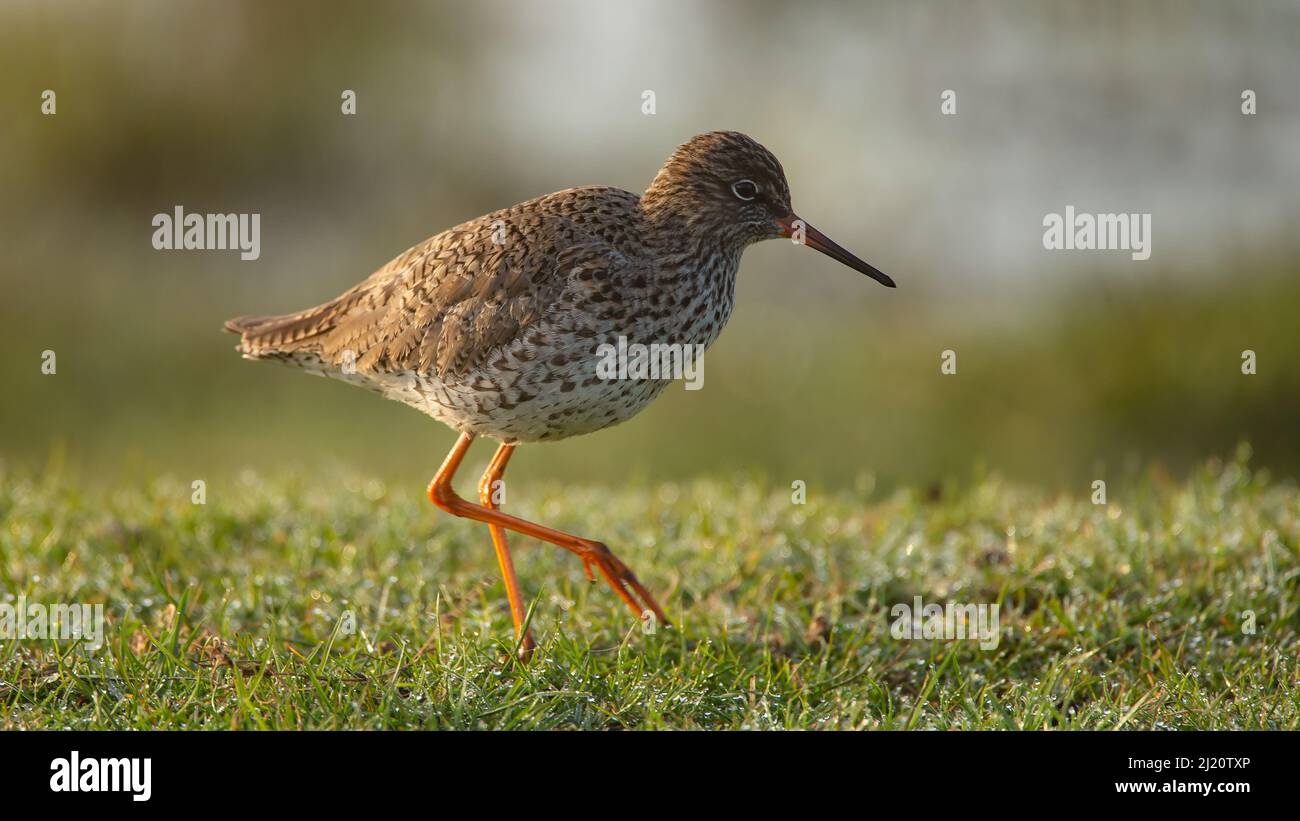 The common redshanks in amateur in a early morning Stock Photo - Alamy