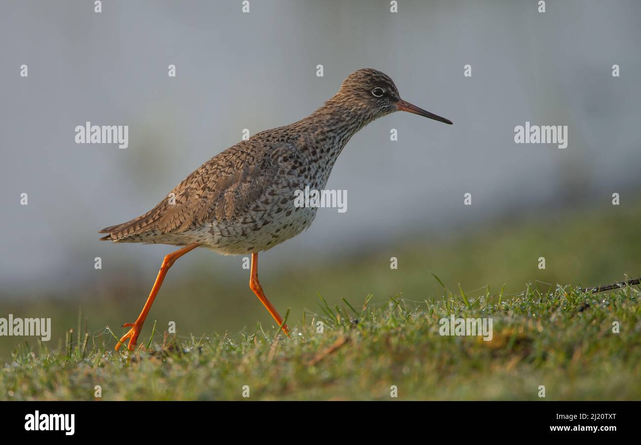 The common redshanks in amateur in a early morning Stock Photo - Alamy