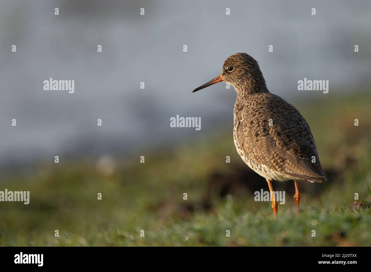 The common redshanks in amateur in a early morning Stock Photo - Alamy