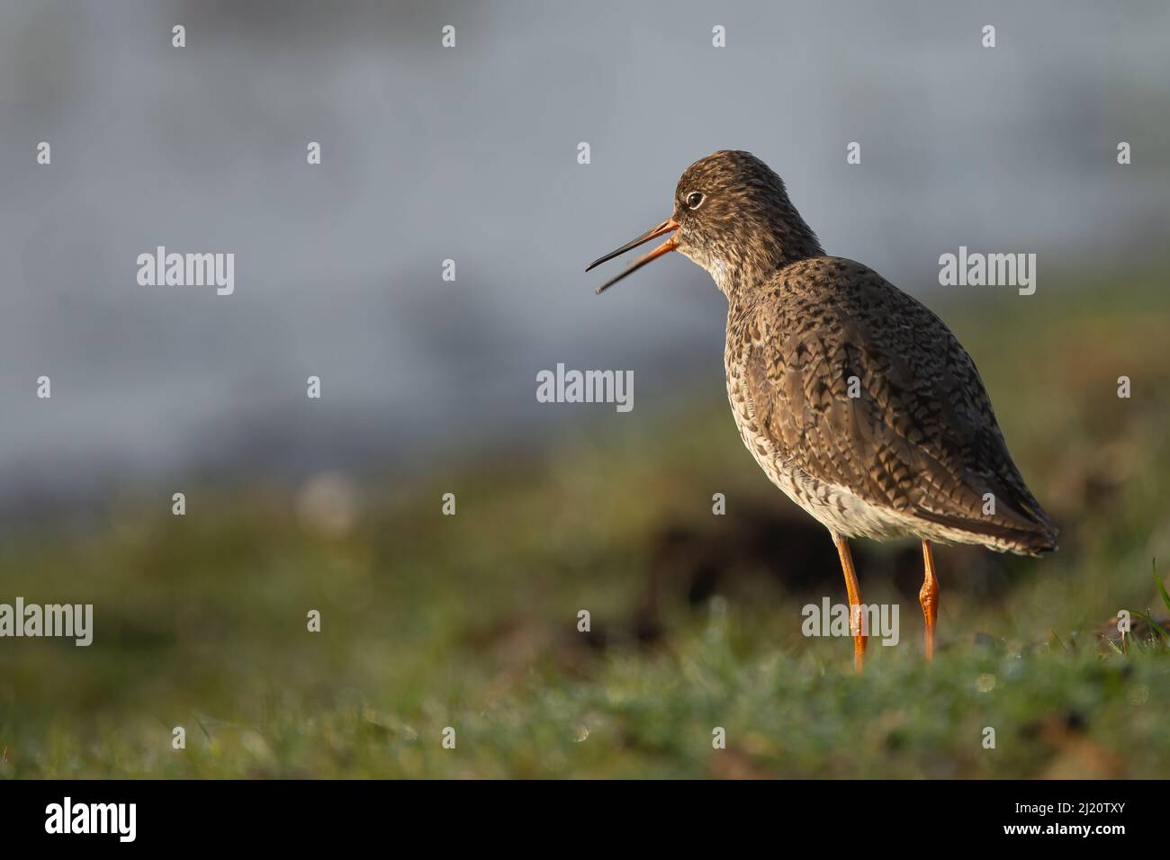 The common redshanks in amateur in a early morning Stock Photo - Alamy