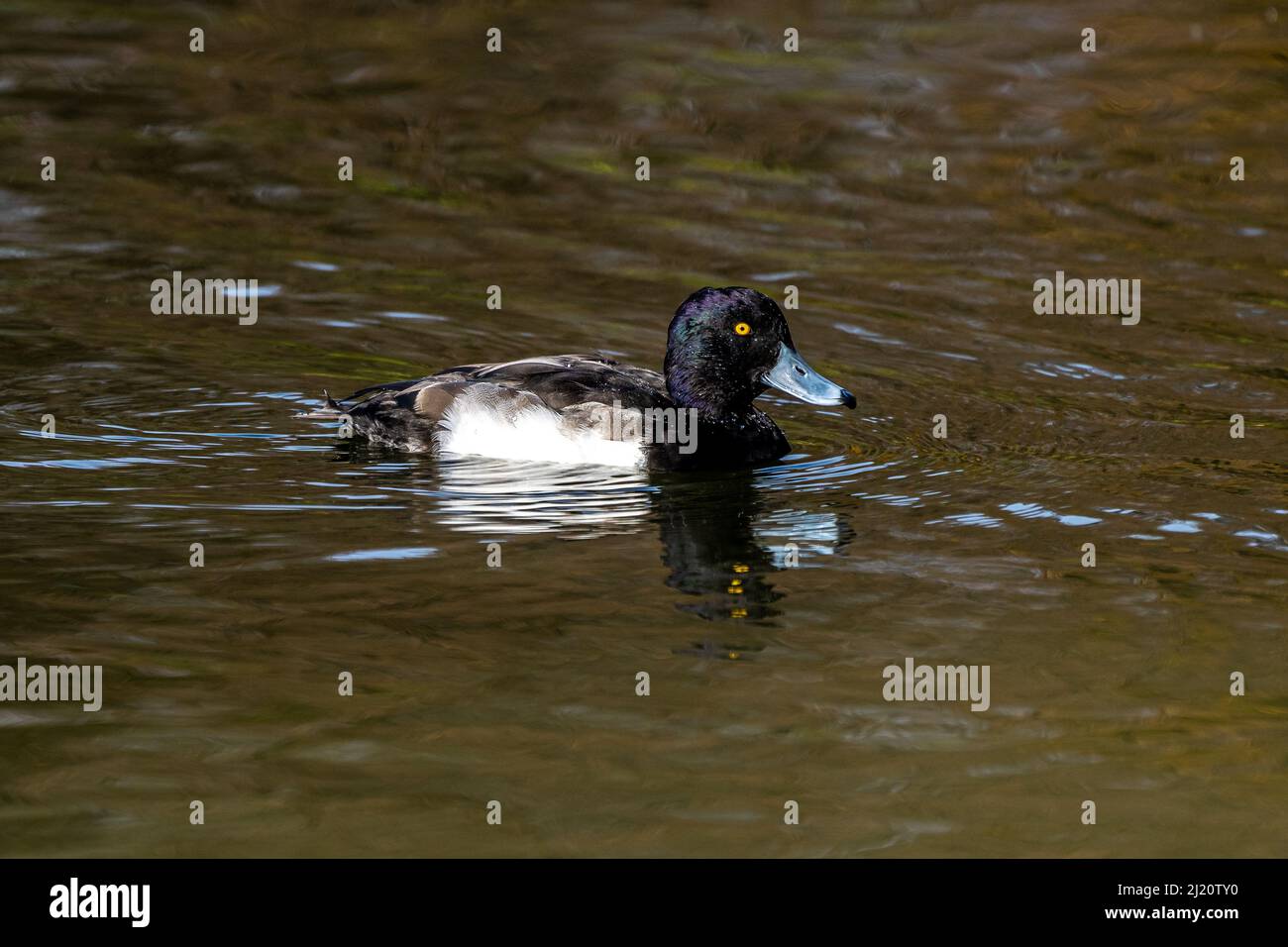 Lonely wild duck at the Kleinhesseloher Lake in English Garden in Munich, Germany Stock Photo ...