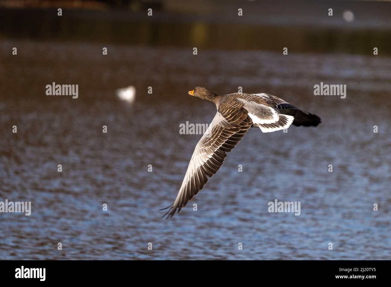 The greylag goose, Anser anser is a species of large goose in the ...