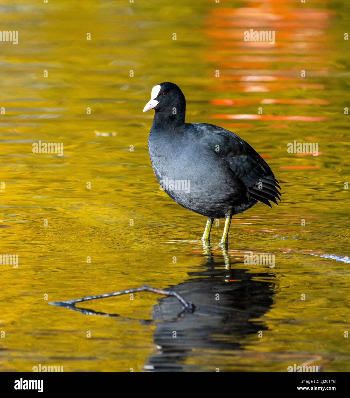 The common moorhen Gallinula chloropus also known as the waterhen, the ...