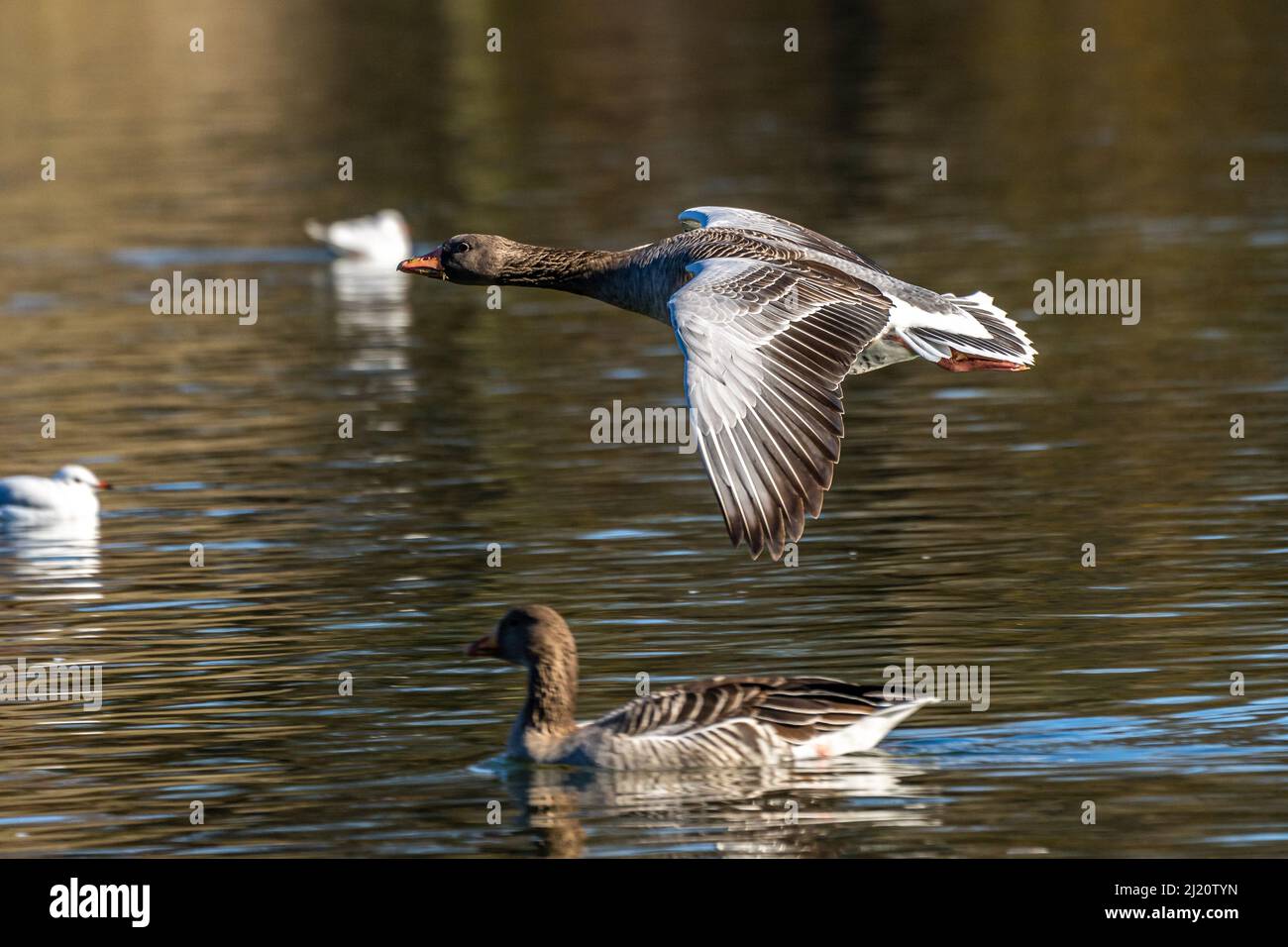 The greylag goose, Anser anser is a species of large goose in the ...