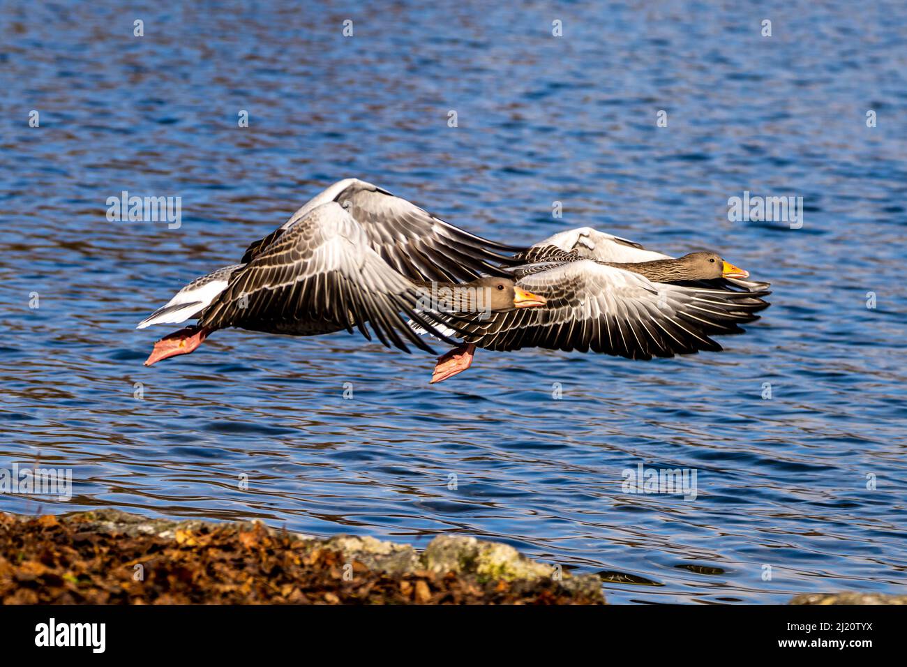 The greylag goose, Anser anser is a species of large goose in the ...