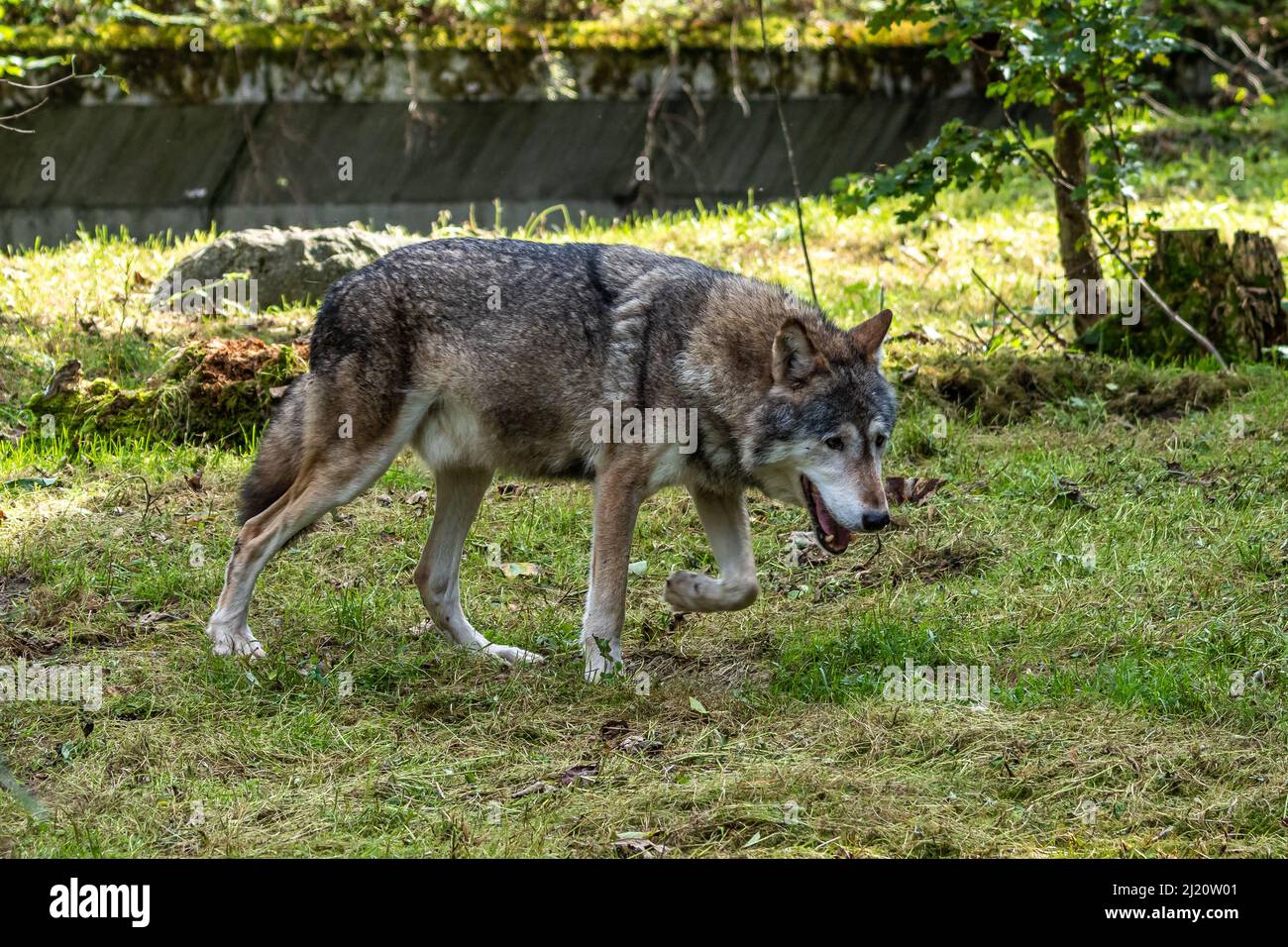The wolf, Canis lupus, also known as the grey wolf or timber wolf is a ...