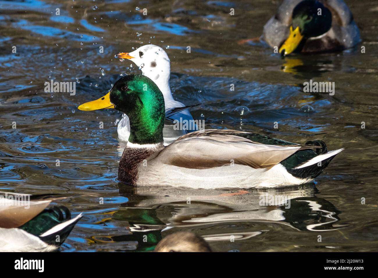 The mallard, Anas platyrhynchos is a dabbling duck. Here swimming in a ...