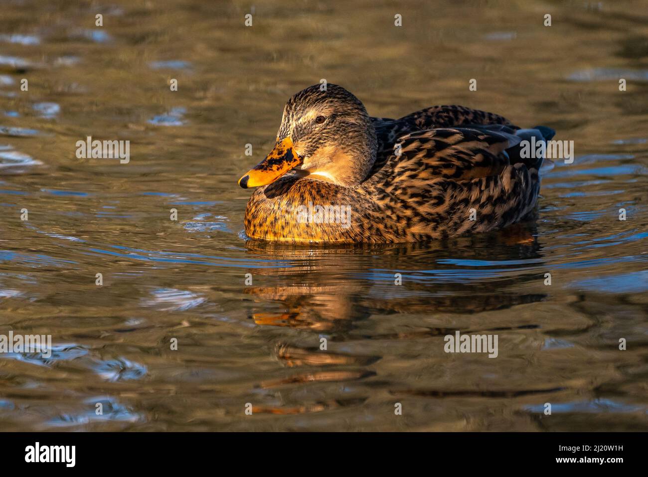 The mallard, Anas platyrhynchos is a dabbling duck. Here swimming in a ...