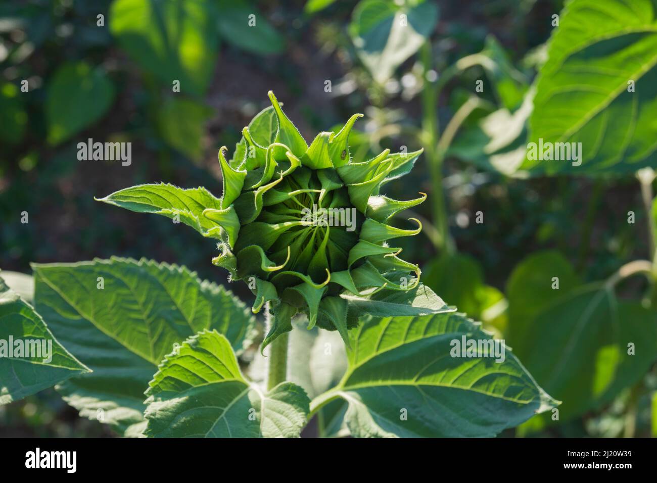 immature Sunflower. Selective Focus Stock Photo - Alamy