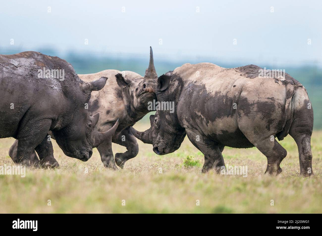 Rhino Vs Bull