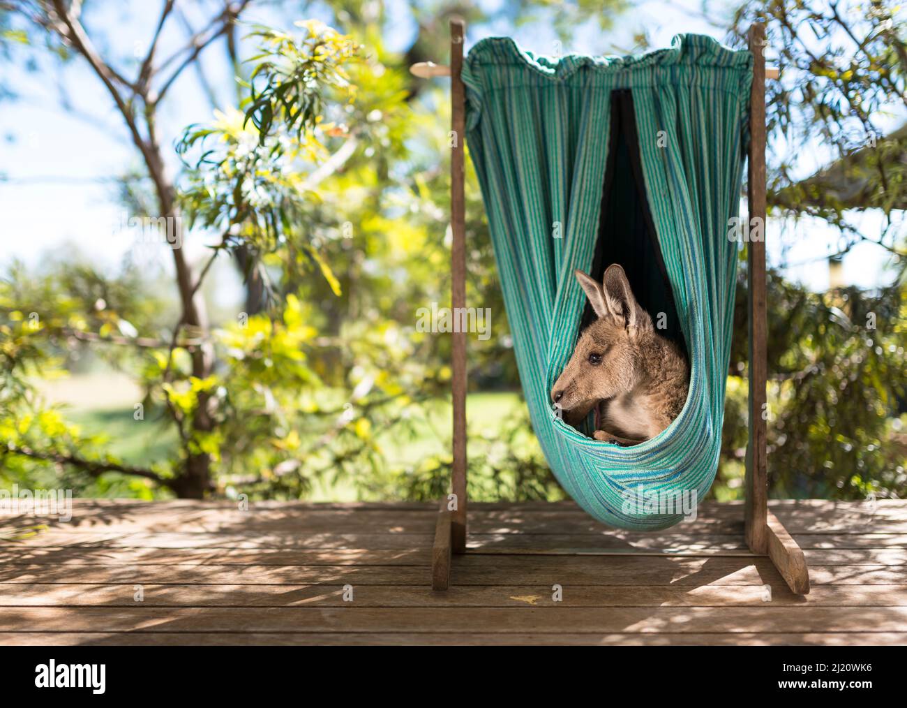 Eastern grey kangaroo (Macropus giganteus), rescued joey in home-made ...