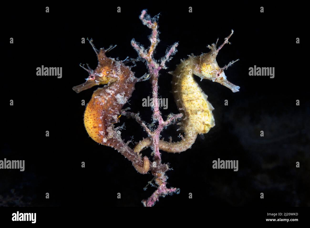 Seahorse male mating hi-res stock photography and images - Alamy