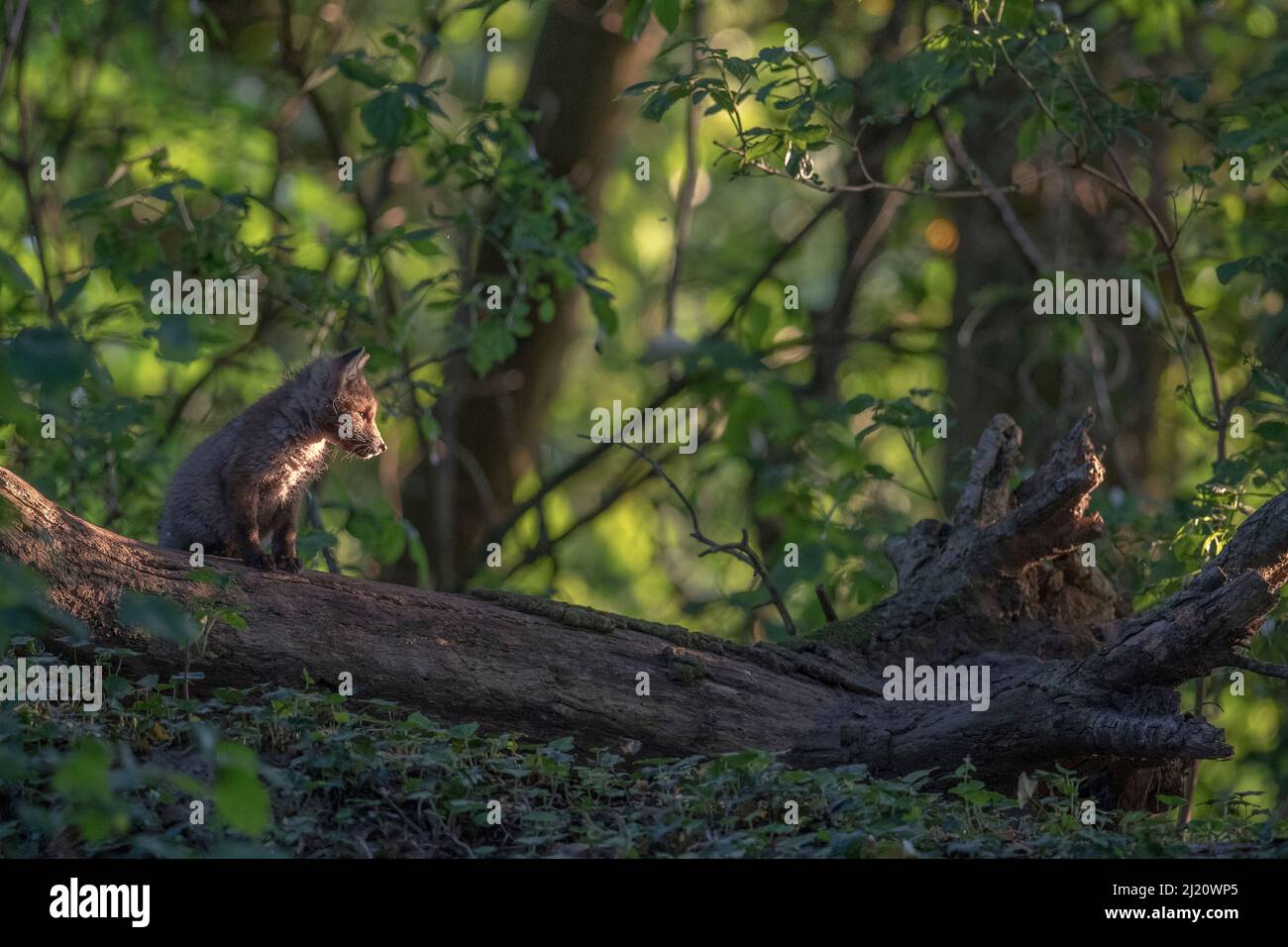 Red fox (Vulpes vulpes) cub exploring on fallen tree in woodland ...