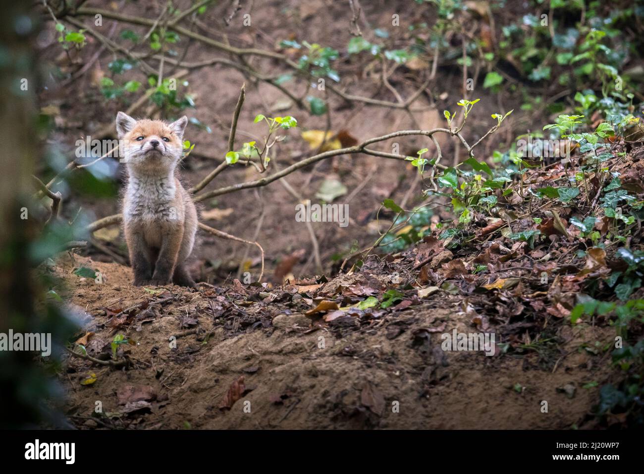 Red fox (Vulpes vulpes) young male cub near entrance to earth in ...