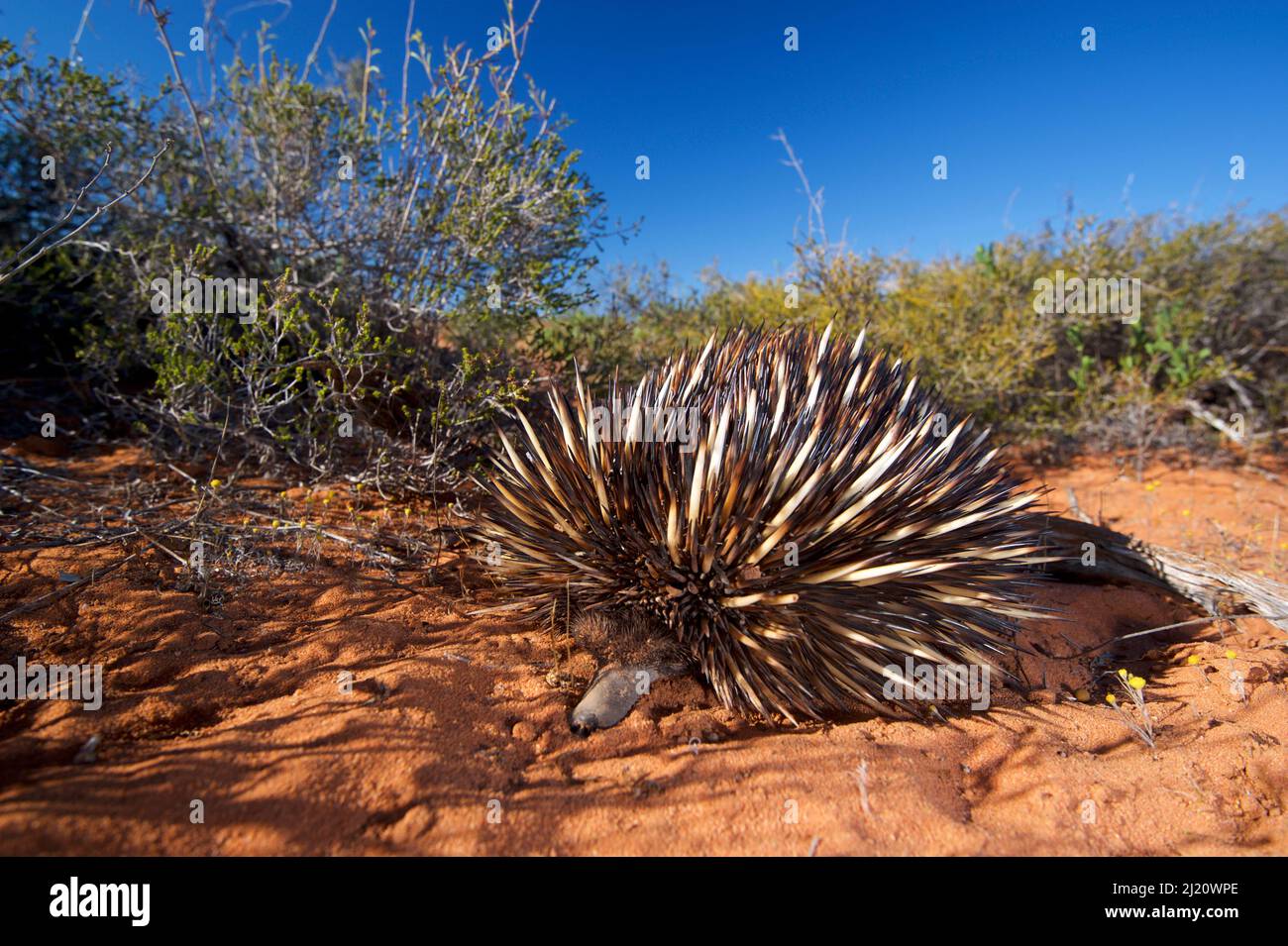 Short-beaked echidna (Tachyglossus aculeatus). Francois Peron National ...