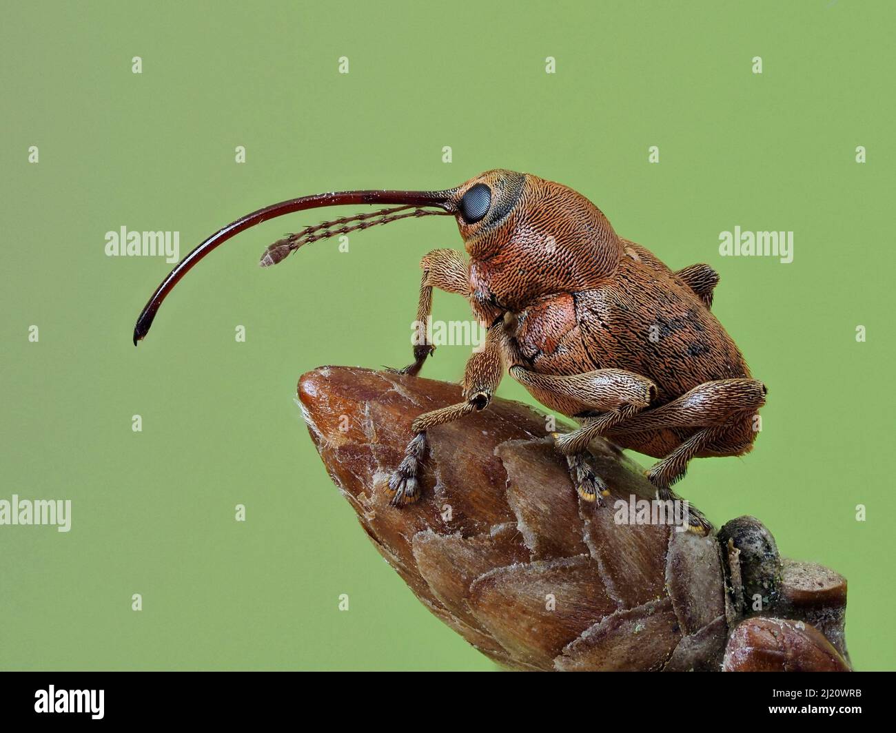 Acorn weevil (Curculio glandium) Portrait on an Oak bud, Hertfordshire ...