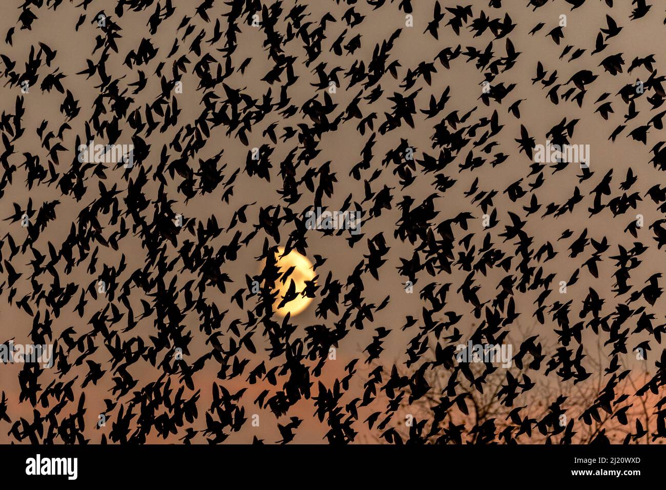 Common starling (Sturnus vulgaris) murmuration flock group in front of ...