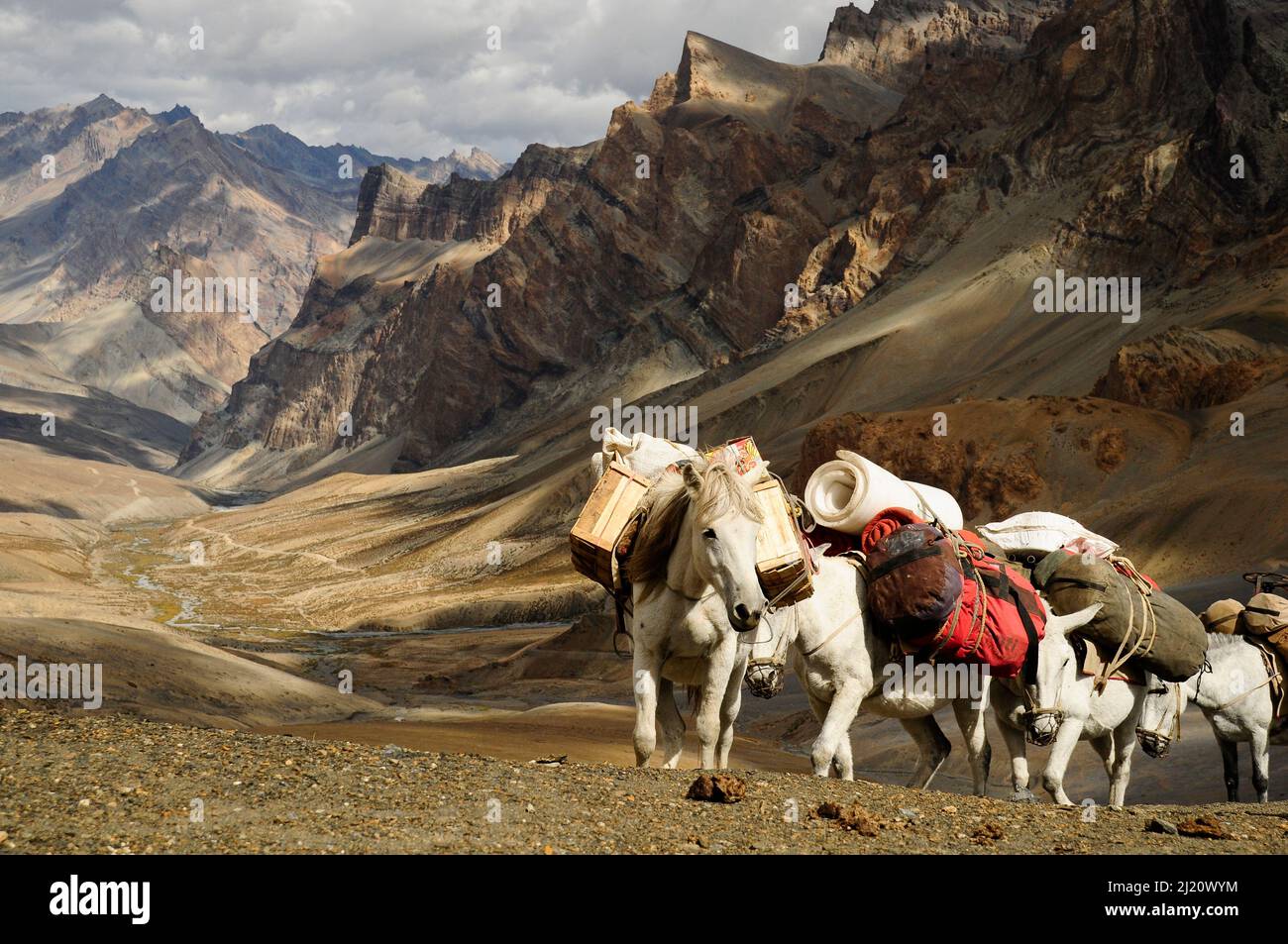 Caravan of horses climbing over the Singge La mountain pass at an ...
