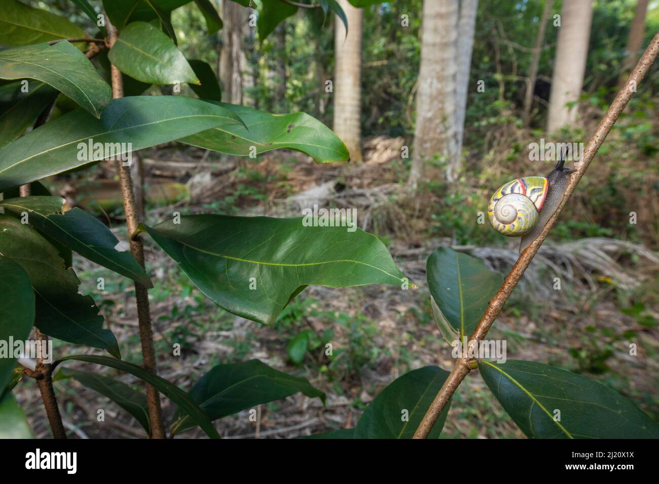 Cuban tree snail hi-res stock photography and images - Alamy