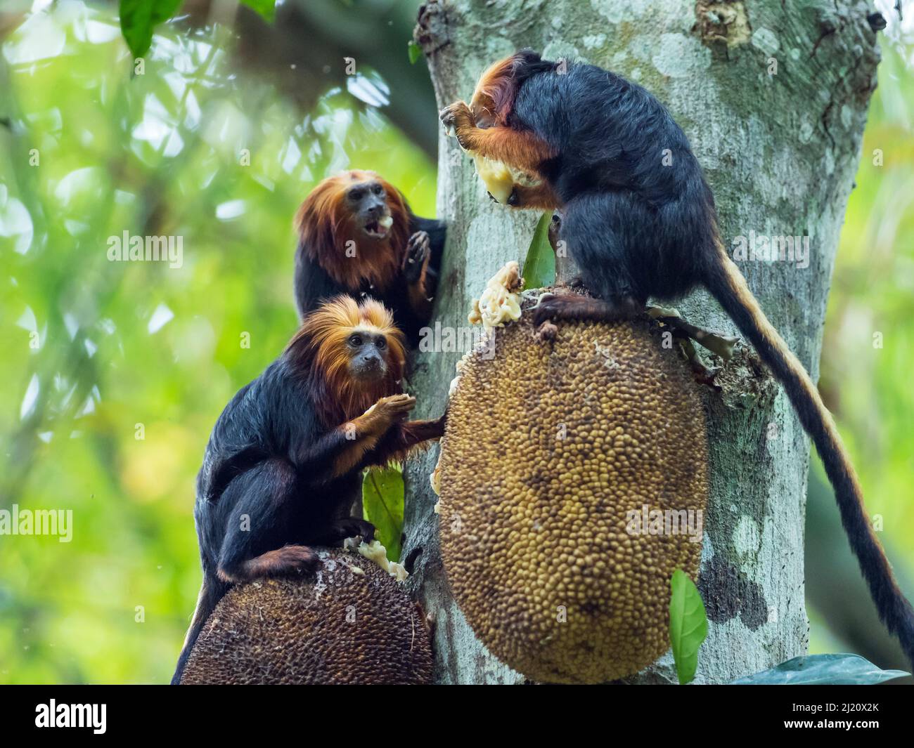 Golden-headed lion tamarin (Leontopithecus chrysomelas) feeding on ...