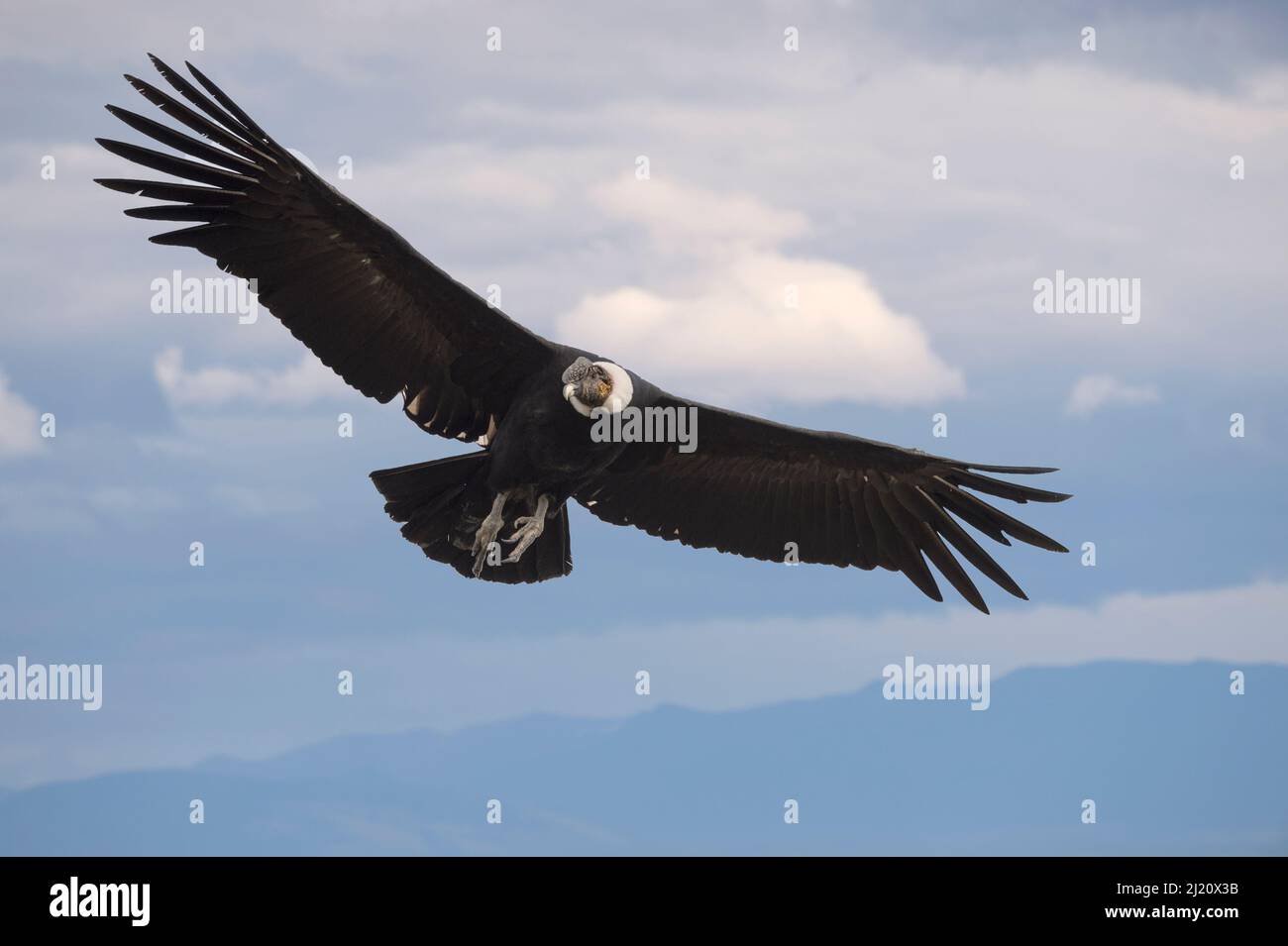 Andean condor (Vultur gryphus) Torres del Paine, Chile Stock Photo - Alamy