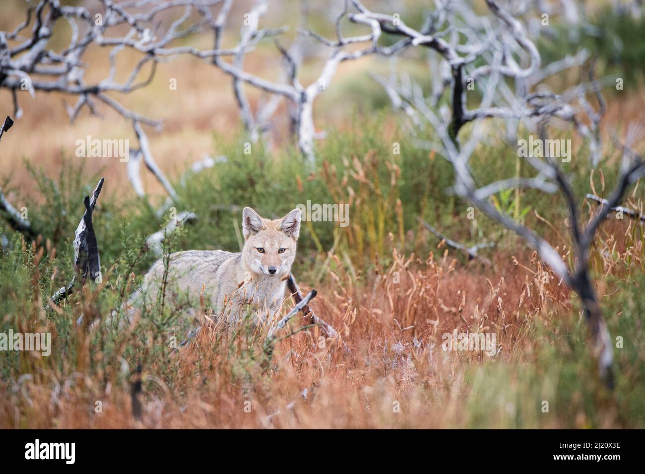 Patagonian grey fox (Lycalopex griseus) Los Glacias National Park ...