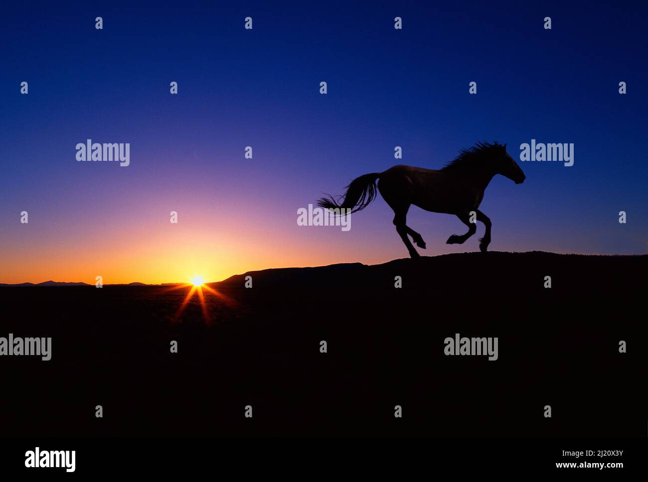 Silhouette of wild horse running on ridgeline at sunset, Wyoming, USA ...