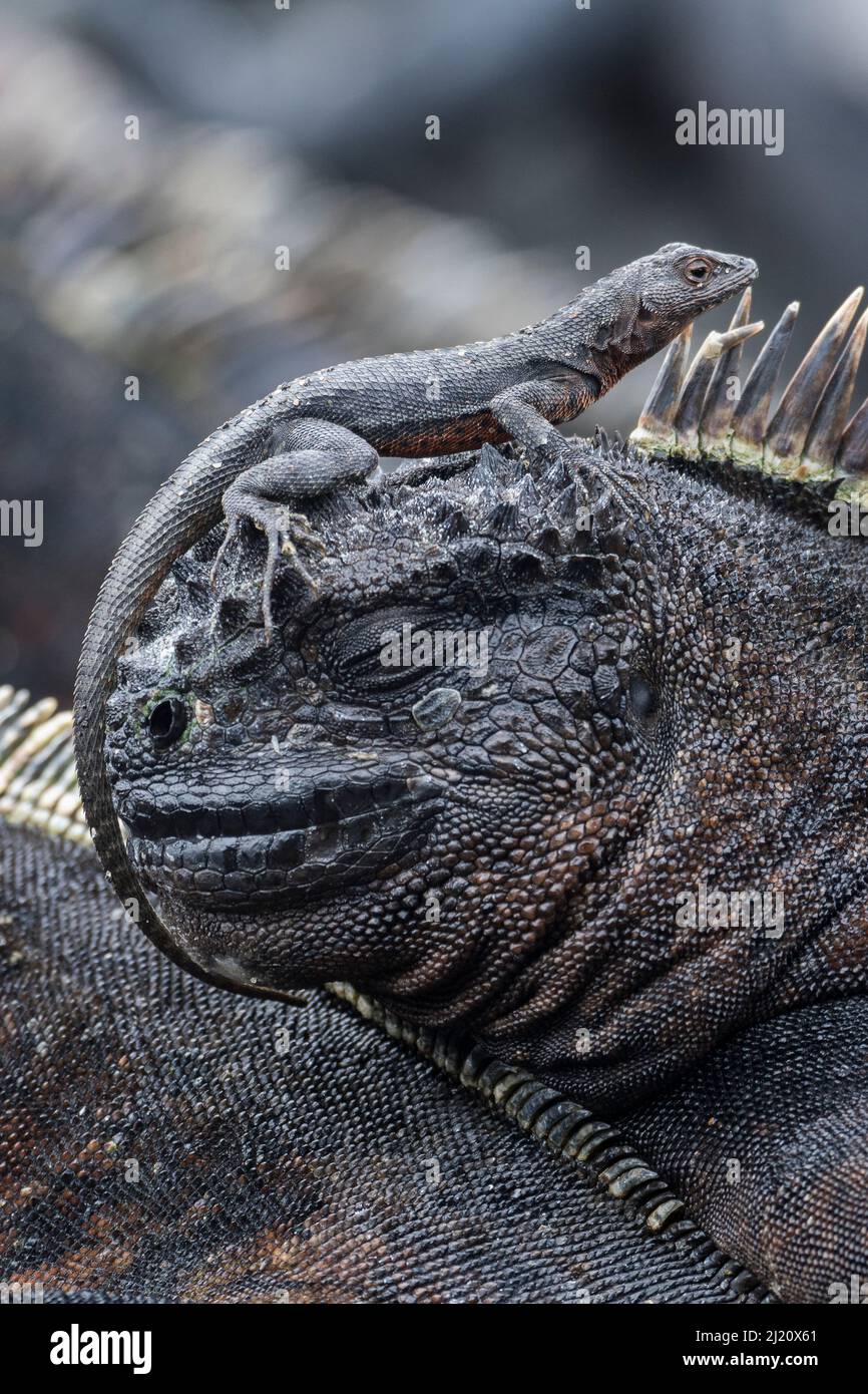 Lava lizard (Tropidurus spp) sitting on the head of a marine iguanas ...