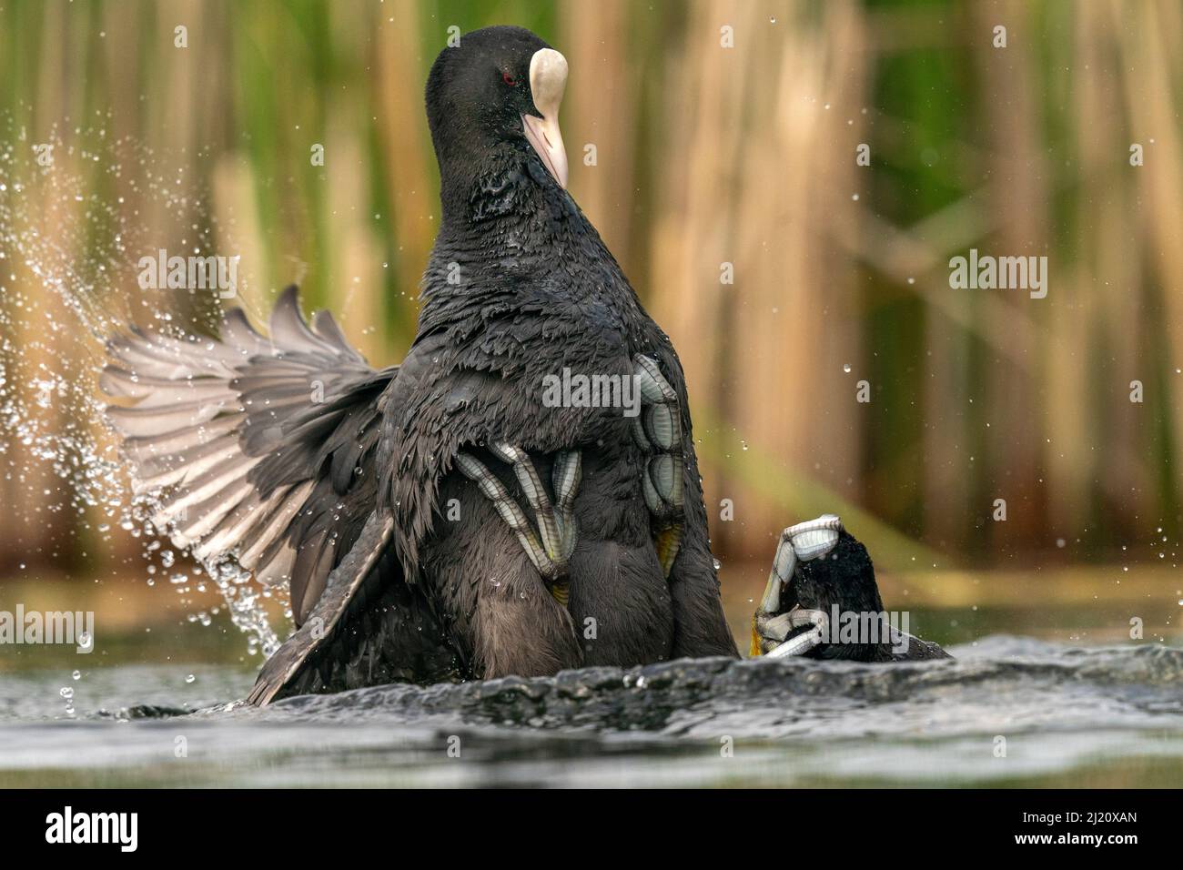 Coot (Fulica atra) two fighting in a territorial dispute during the ...