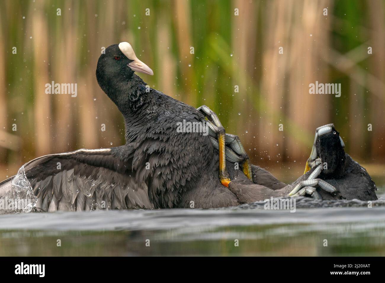 Coot (Fulica atra) two fighting in a territorial dispute during the ...
