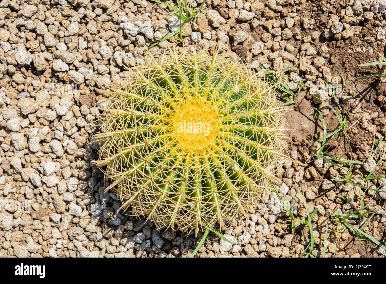 Big round cactus, Selective focus close-up top-view shot on Golden ...