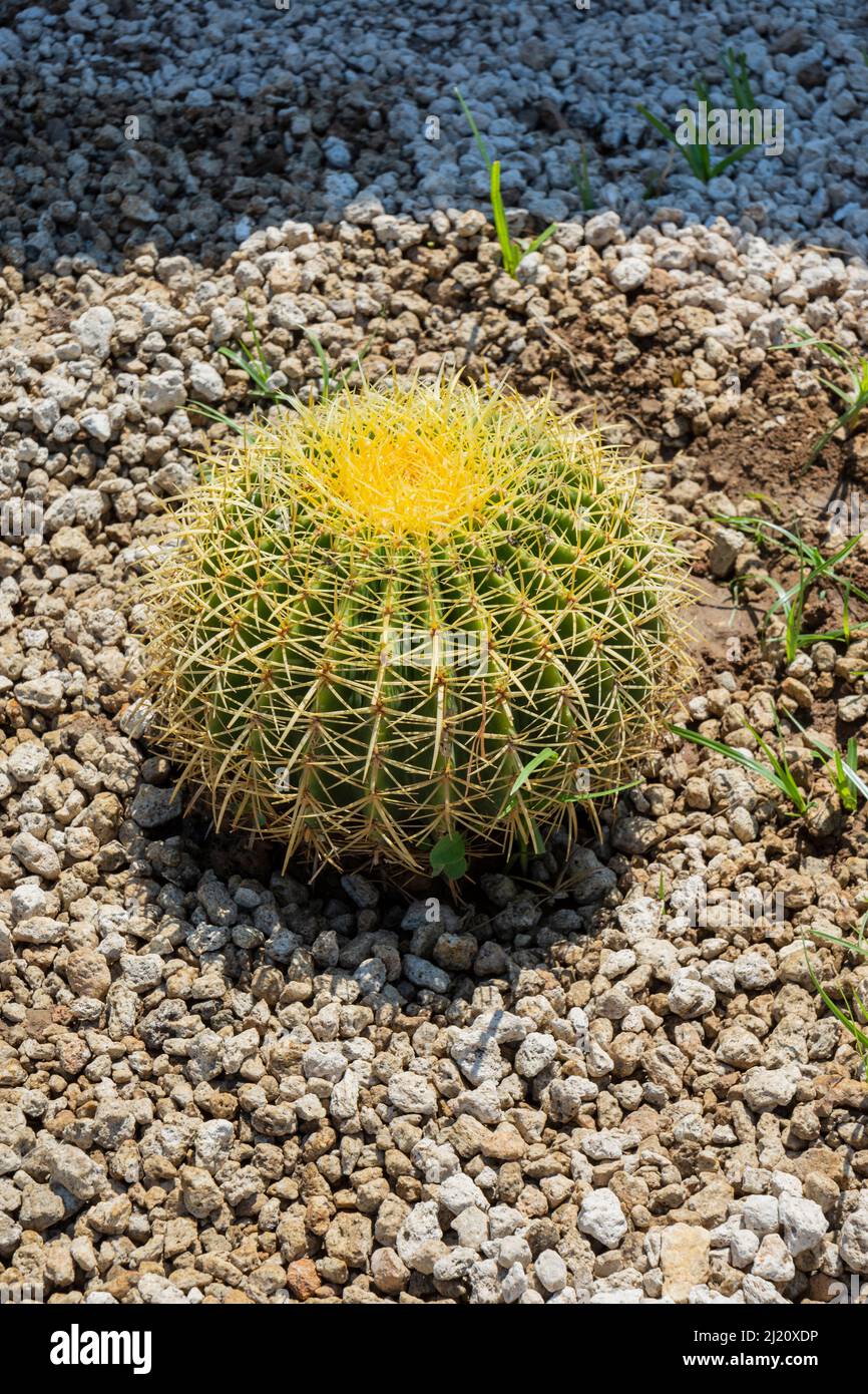 Big round cactus, Selective focus close-up top-view shot on Golden ...