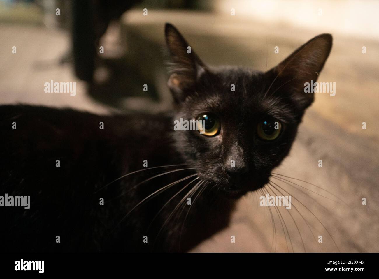 A closeup portrait of a black cat with big eyes looking at the camera ...