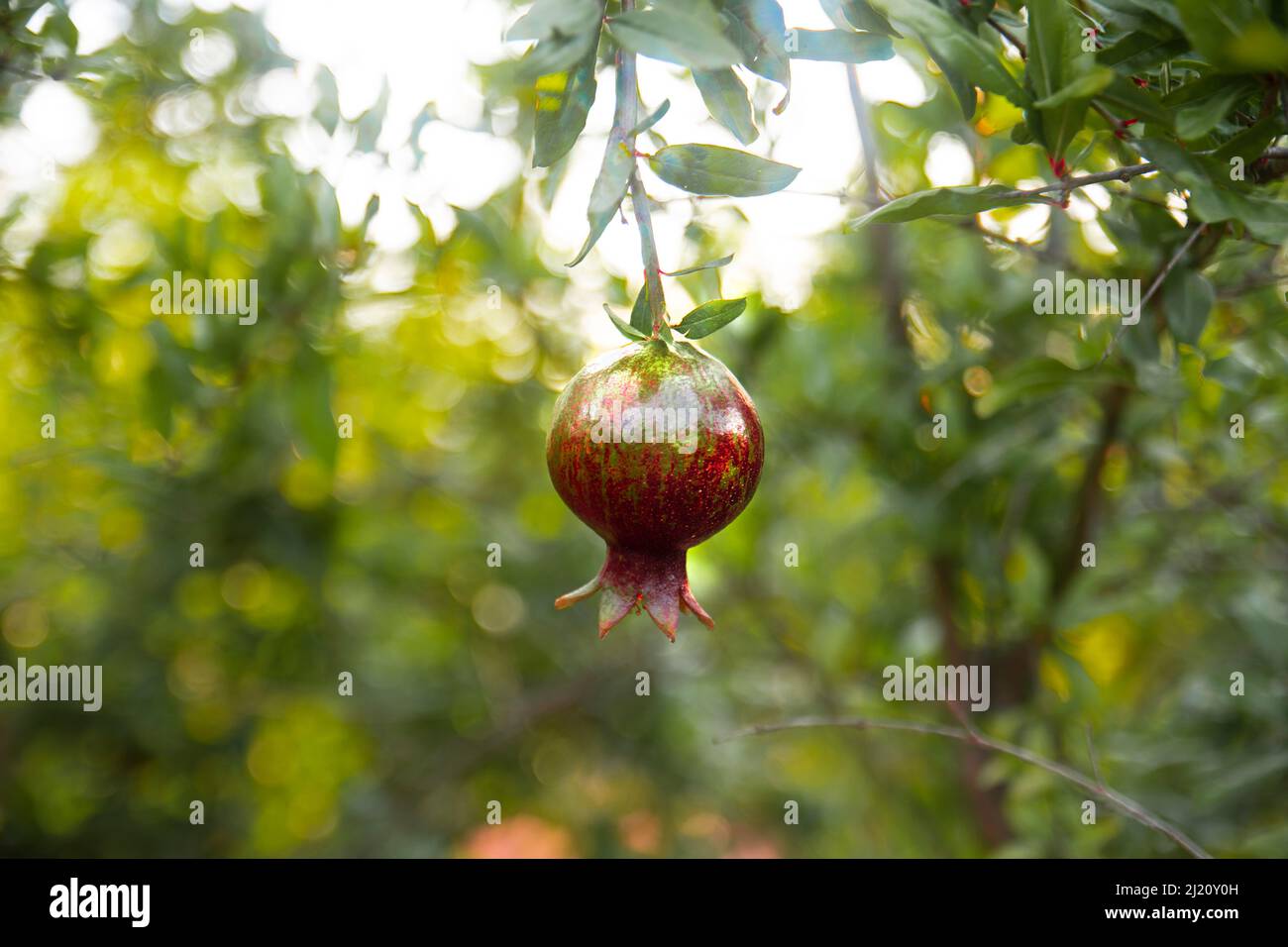 Fruit pomegranate tree hi-res stock photography and images - Alamy